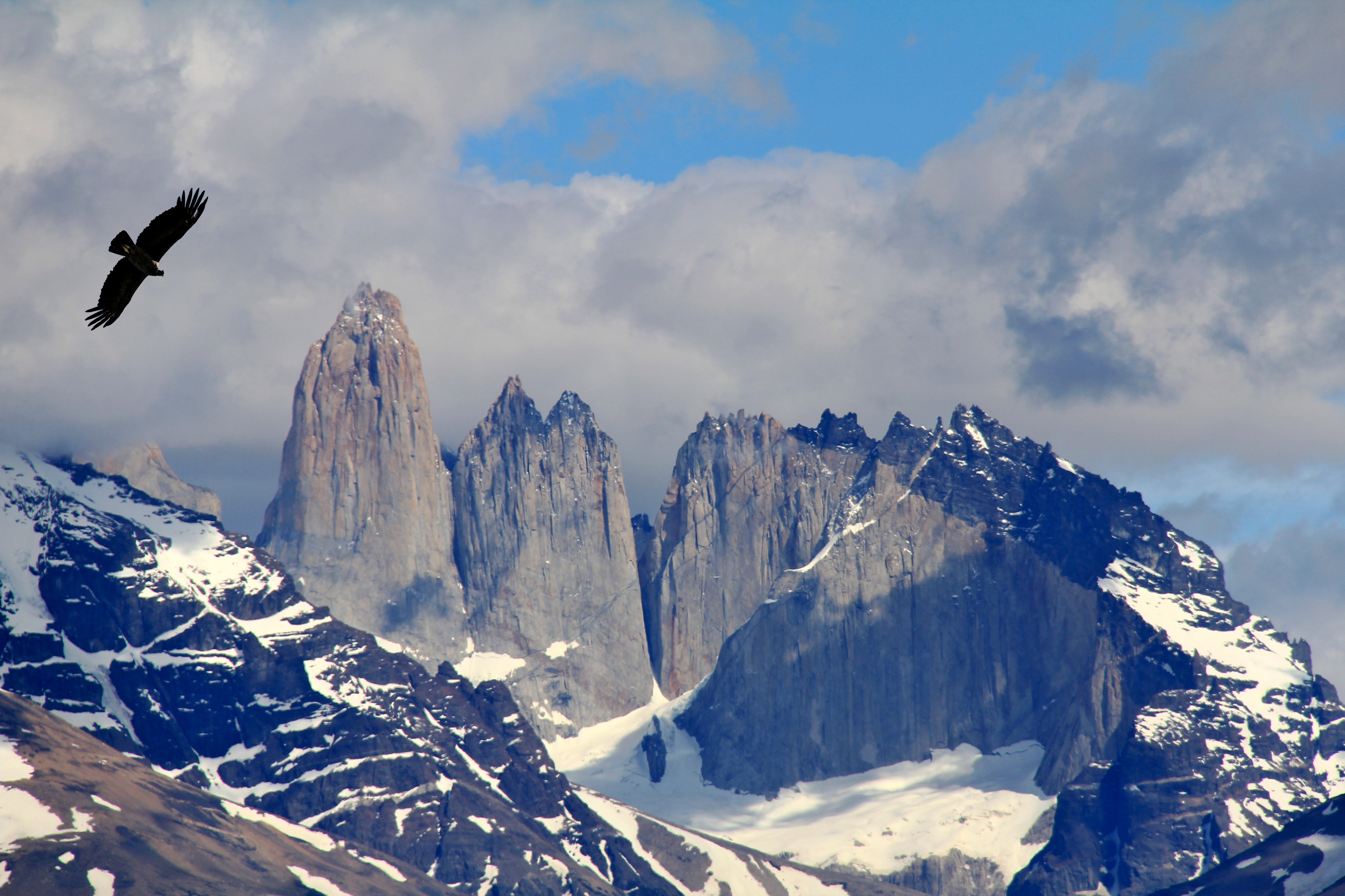 Alpen Home Condor at Torres Del Paine by Judydillon - Wrapped Canvas ...