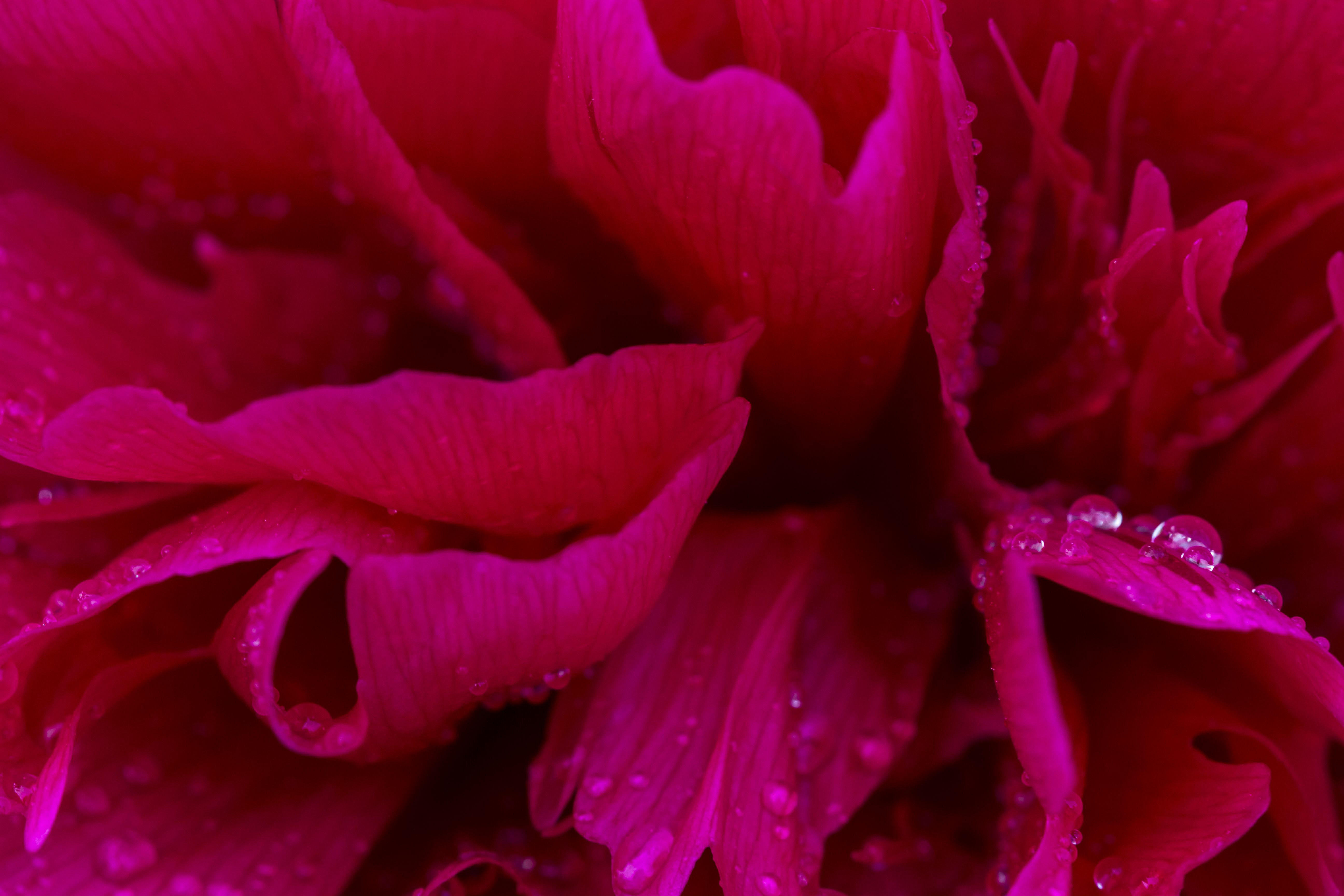 Ebern Designs Pink Petals In Waterdrops by Vittoriache - Wrapped Canvas ...