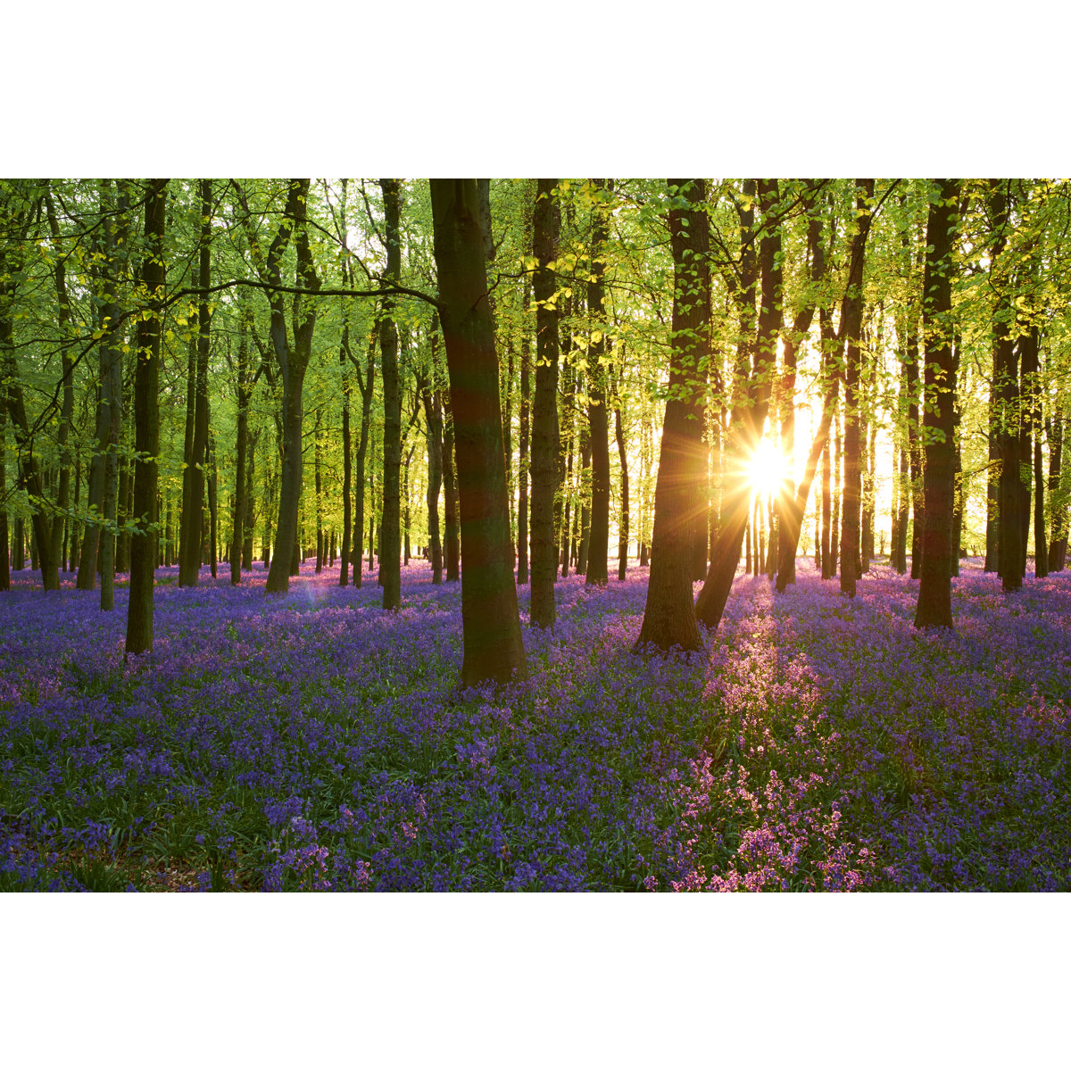 Alpen Home Bluebell Wood at Sunset by Simonbradfield - Wrapped Canvas ...