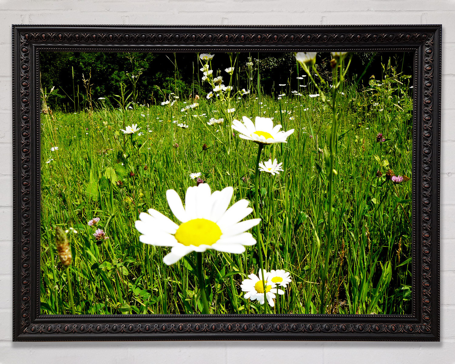 Sommerallee Daisy Field - Print | Wayfair.co.uk
