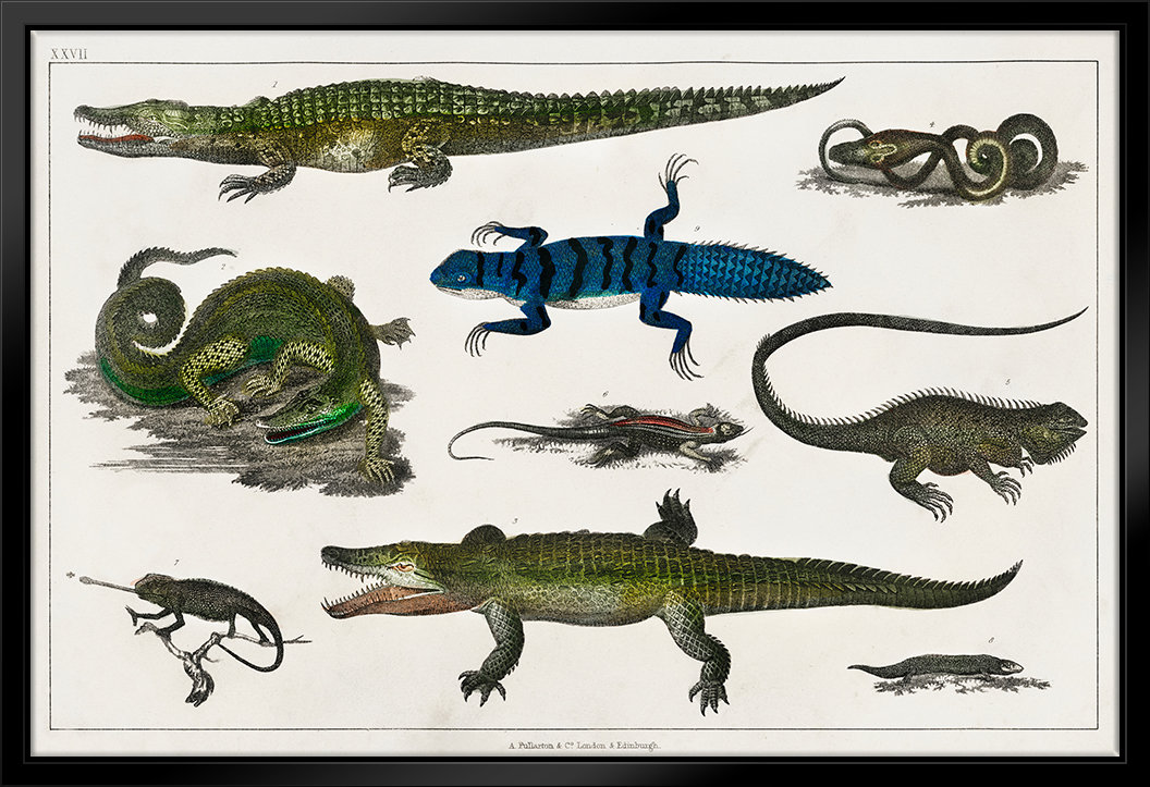 ATX Art Group LLC Collection Of Reptiles 2-Giclee On Canvas With Float ...