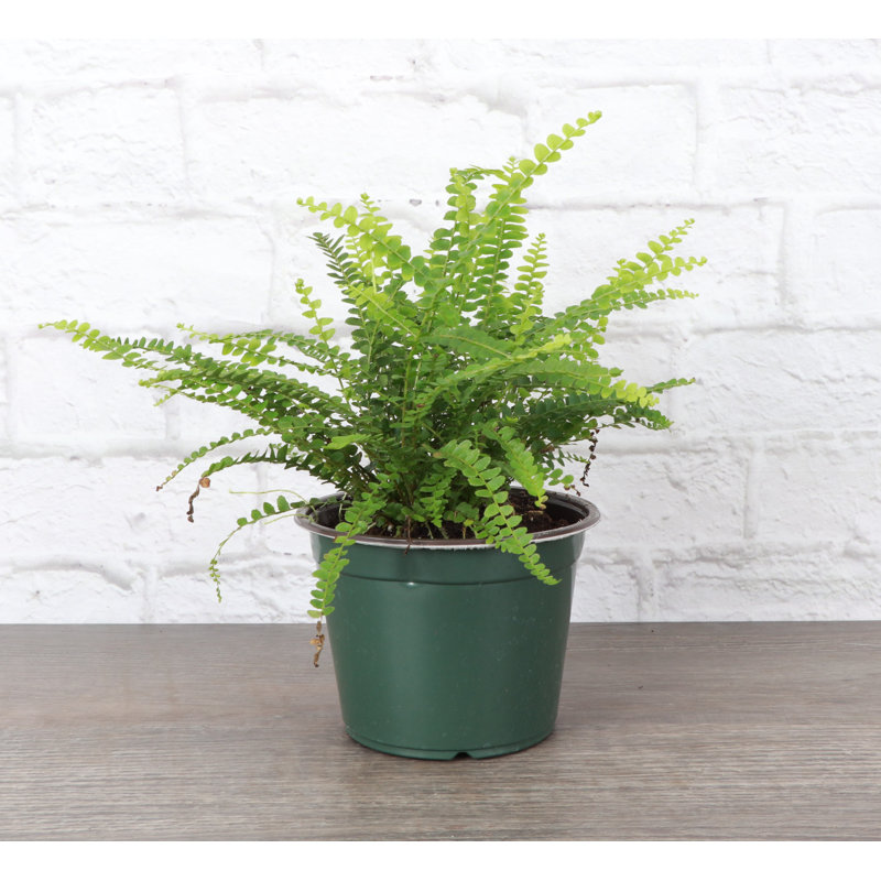 Thorsen's Greenhouse Live Lemon Button Fern Plant, 6" Diameter | Wayfair