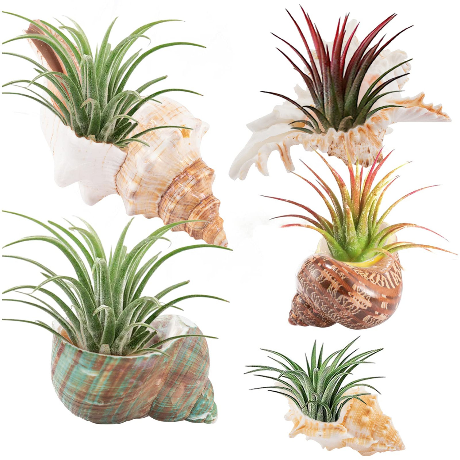 Dakota Fields 5 Pack Conch Sea Shell Air Plant Holder- Natural Conch ...