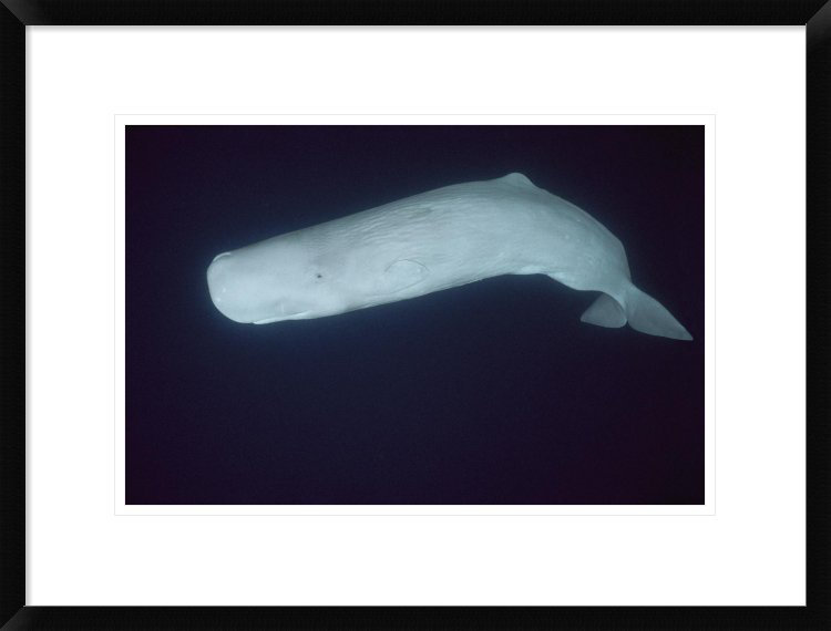 Global Gallery 'Sperm Whale White Morph Portrait' Framed Photographic ...