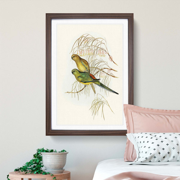 East Urban Home Red-Backed Parakeets by Elizabeth Gould - Picture Frame ...