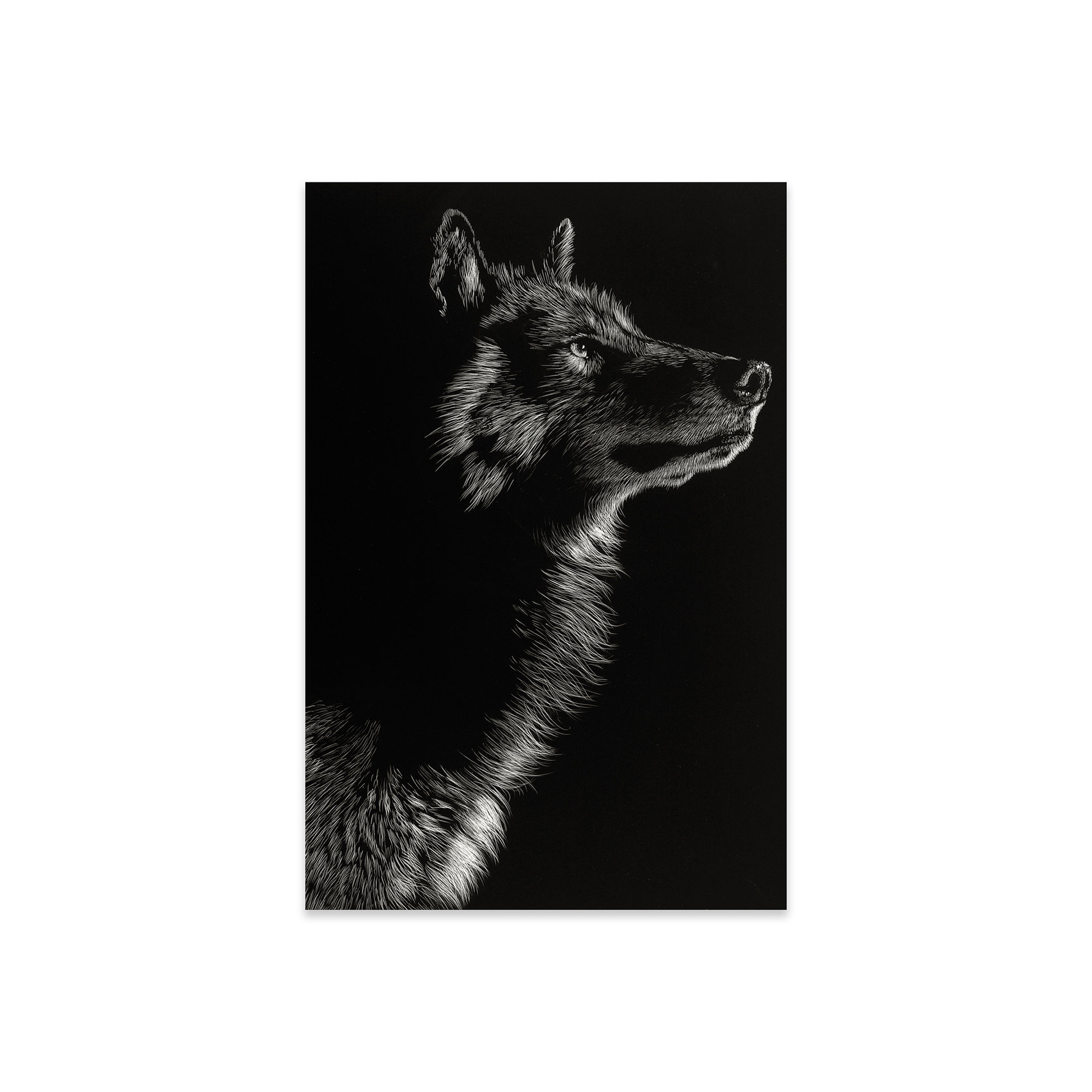 Loon Peak Wolf II Print On Acrylic Glass - Wayfair Canada