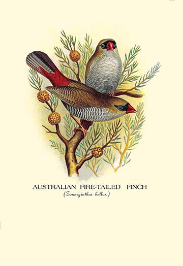 Buyenlarge 'Australian Fire-Tailed Finch' by Arthur G. Butler Graphic ...