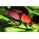 Brambly Cottage Weevil - Wrapped Canvas Art Prints | Wayfair.co.uk