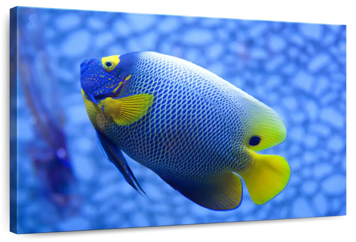 Ebern Designs Brampt Coral Blue Angelfish | Wayfair