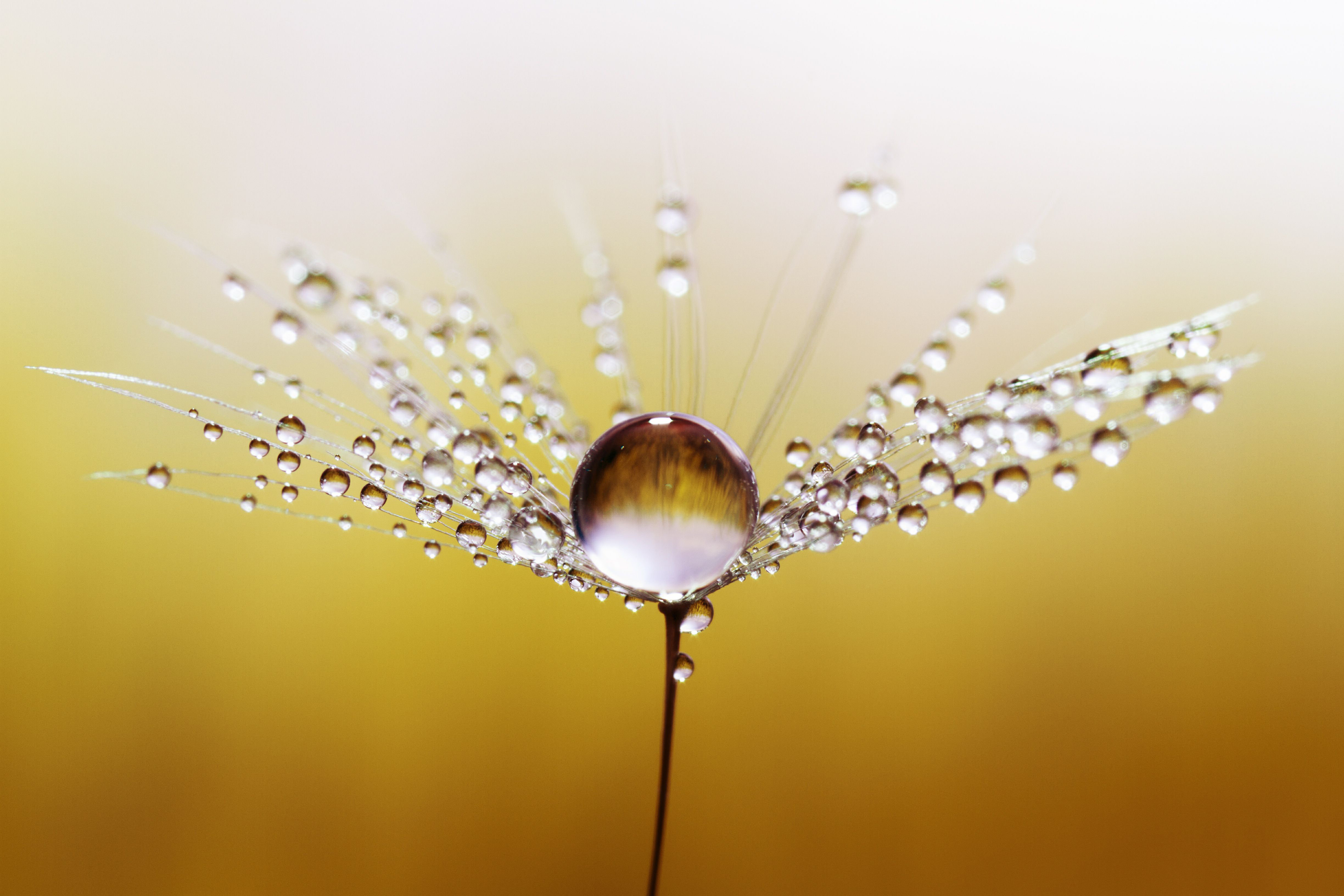 Ebern Designs Dandelion And Dew by - Wrapped Canvas Photograph | Wayfair
