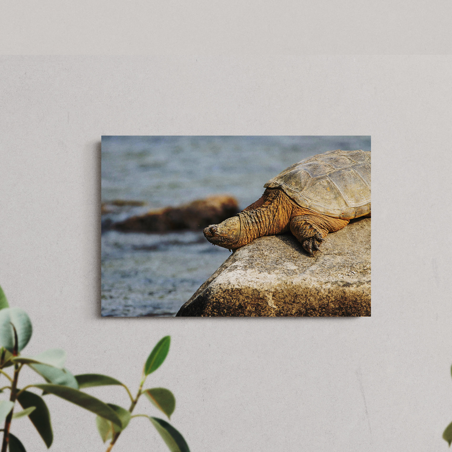 Bay Isle Home™ Turtle on Rock | Wayfair