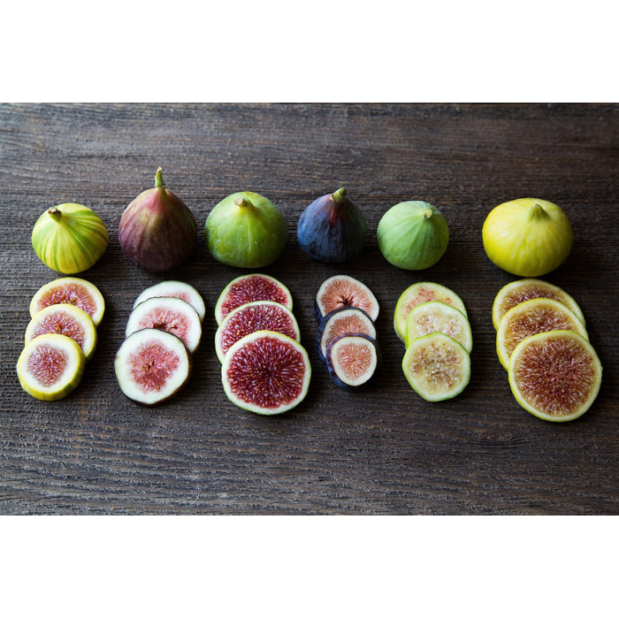 Wekiva Foliage LLC Yellow Long Neck Fig Tree - 4 Live Starter Plants ...