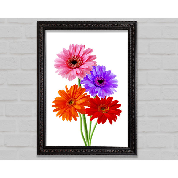 Bright Star Gerbera Colours - Single Picture Frame Art Prints | Wayfair ...