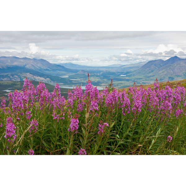 Union Rustic Blooming Yukon Fireweed - Wrapped Canvas Print | Wayfair.co.uk