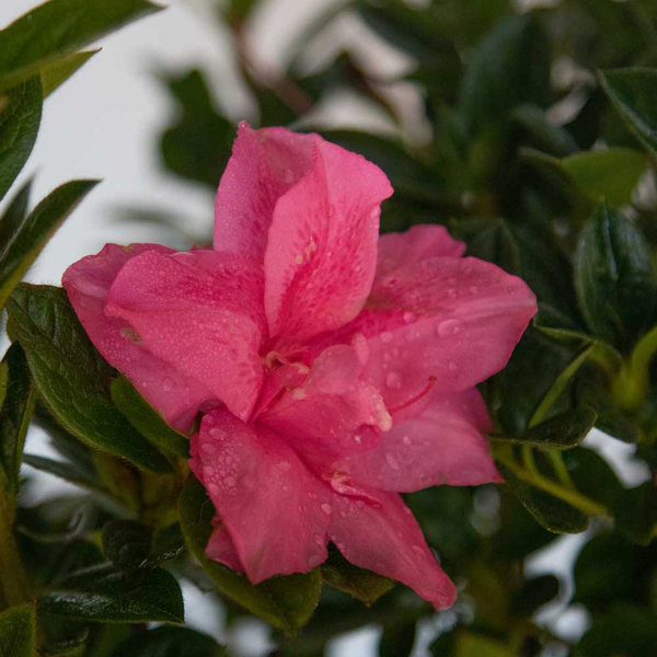 Encore Azalea 1 Gallon Autumn Carnation Encore Azalea - Reblooming ...