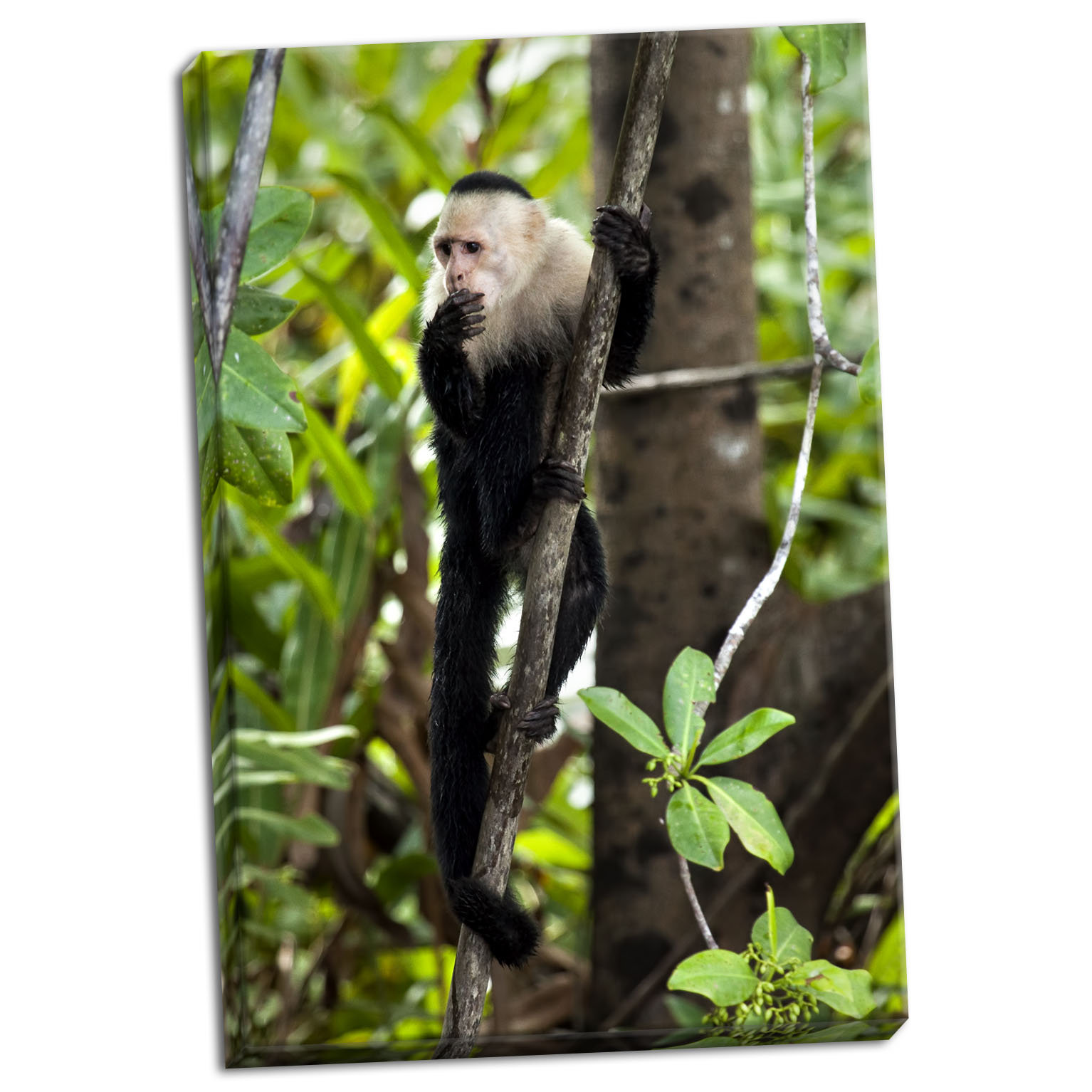 Latitude Run® 'Capuchin Monkey II' Photographic Print on Wrapped Canvas ...
