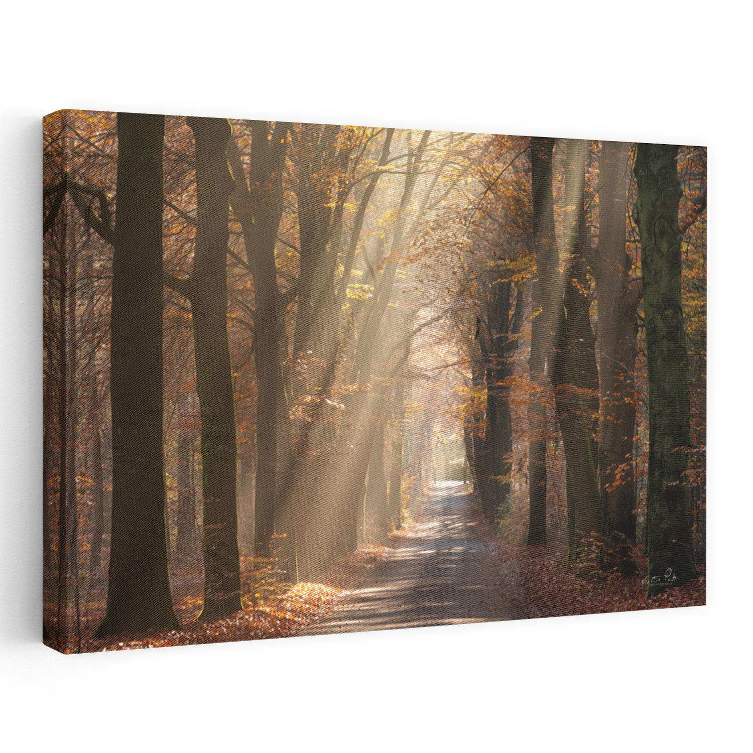 Millwood Pines Autumn Spotlight - Contemporary Landscape Nature Forest ...