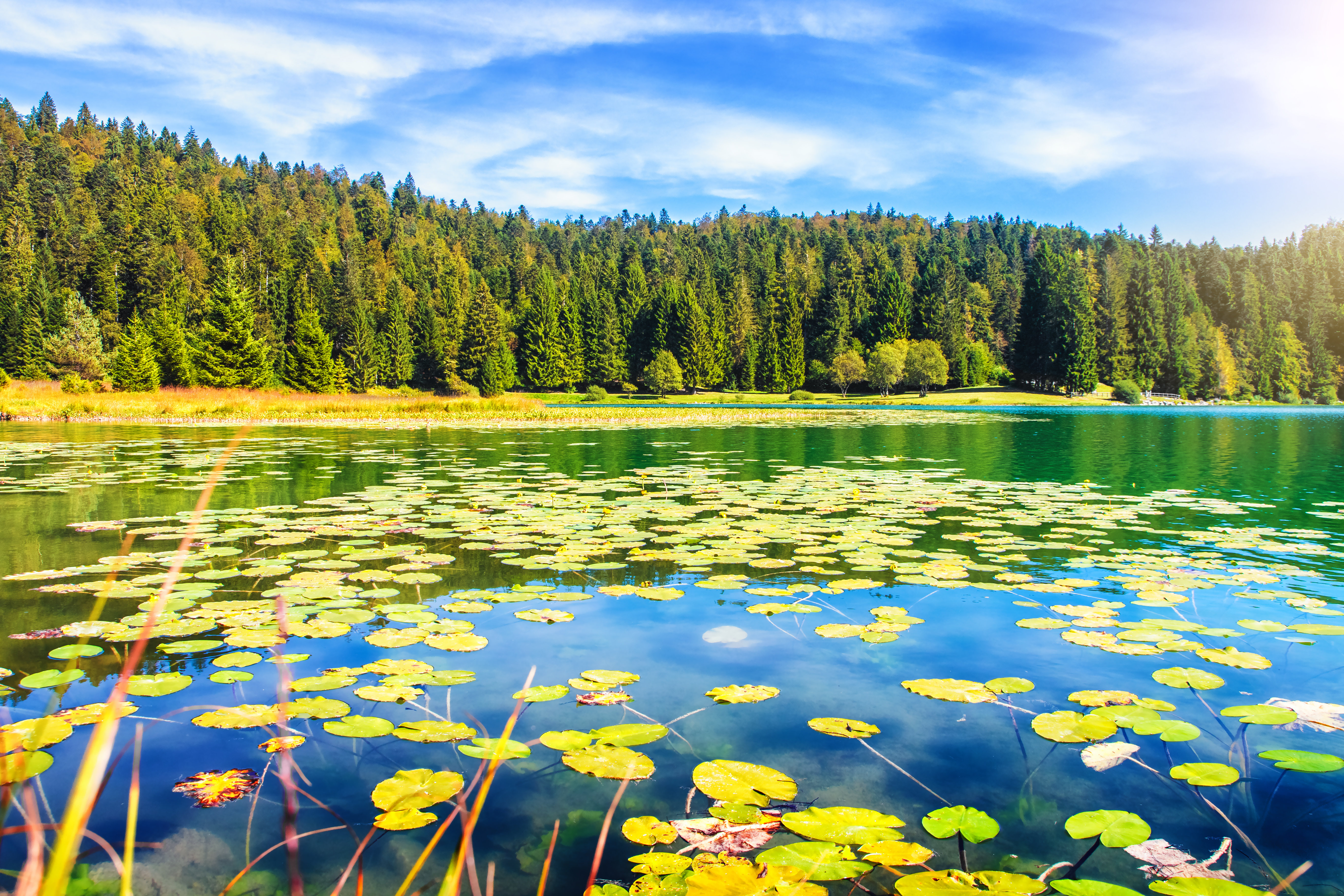 Millwood Pines Genin Lake by Gregory_Dubus | Wayfair
