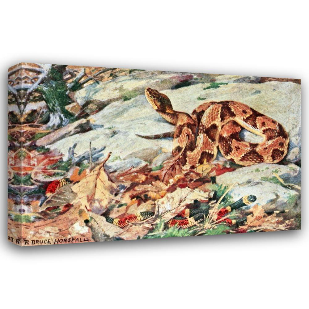 Lark Manor "Copperhead and Coral Snake" by Robert Bruce Horsfall ...