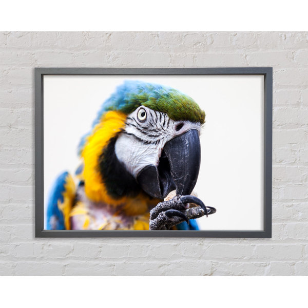 Bright Star Parrot Care - Single Picture Frame Print on Canvas ...