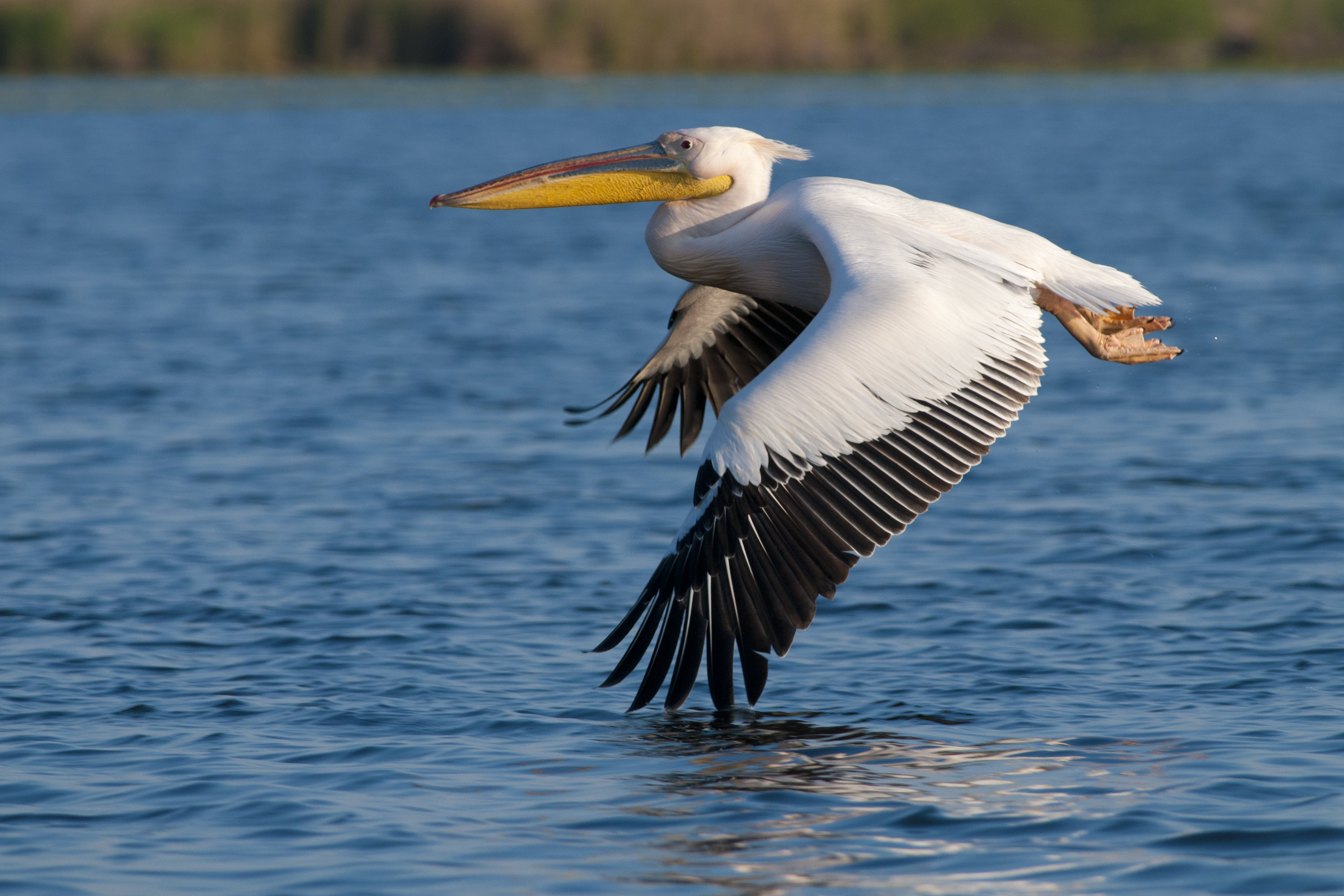 Highland Dunes White Pelican - Wrapped Canvas Photograph | Wayfair