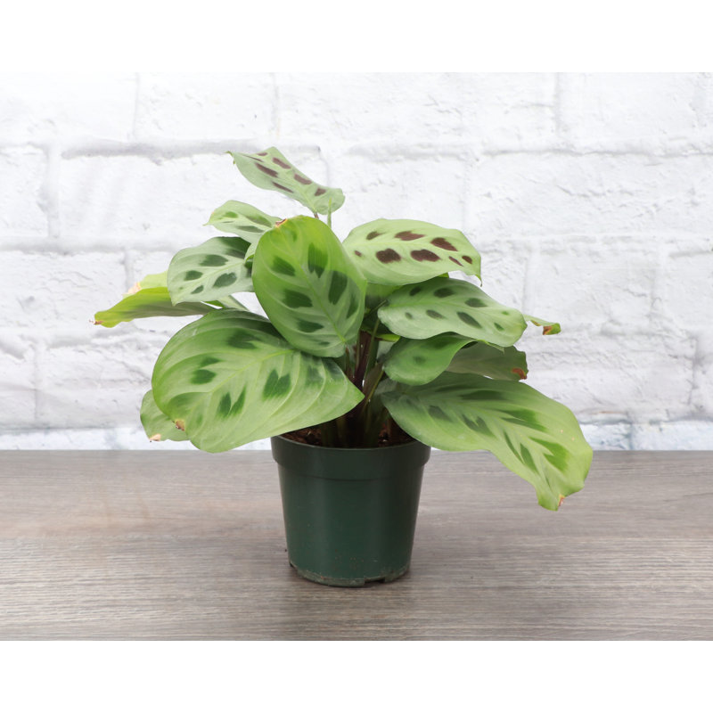 Thorsen's Greenhouse Live Green Prayer Plant & Reviews | Wayfair