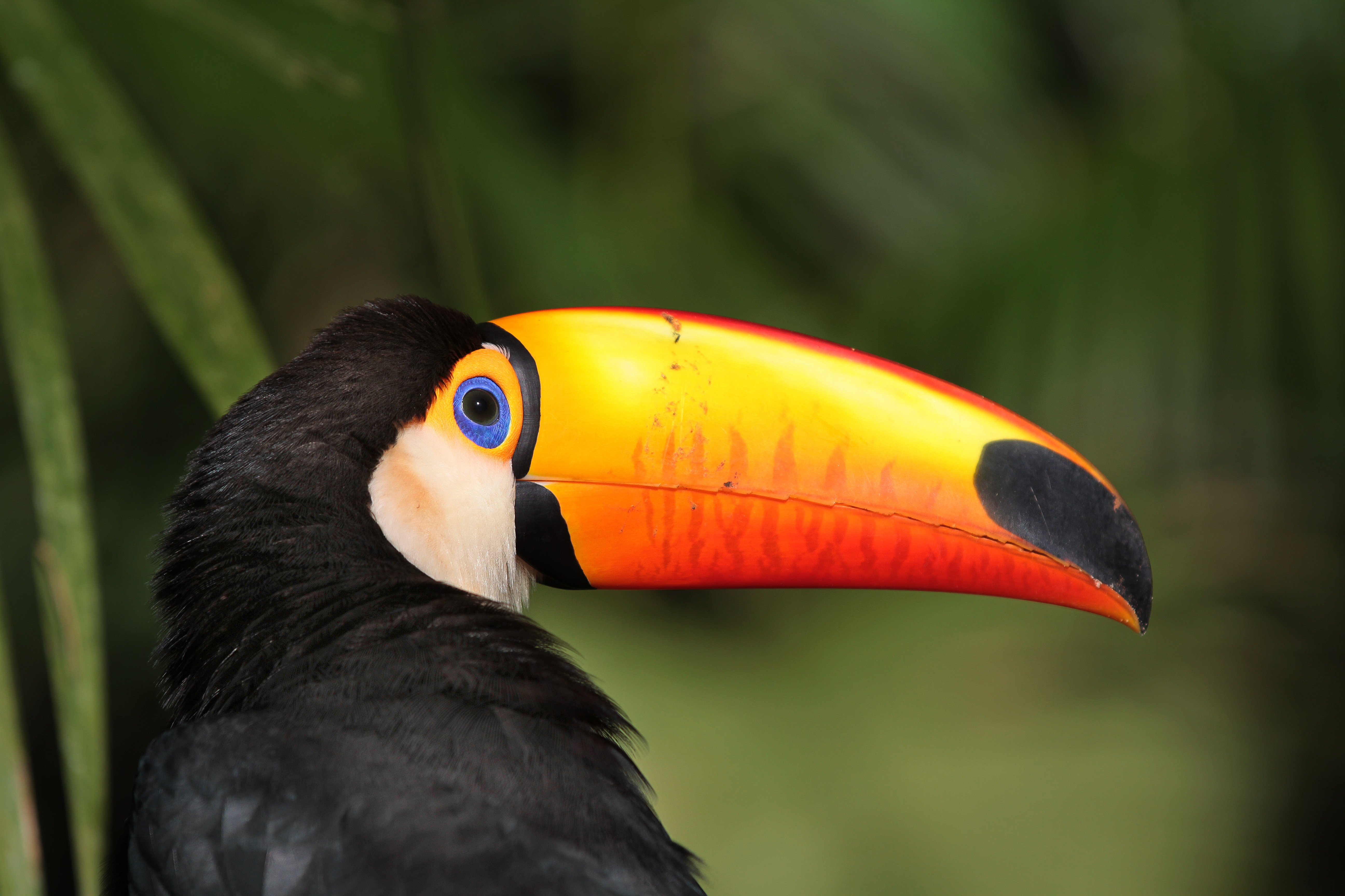 Bay Isle Home™ Tucan by Dlumen - Wrapped Canvas Photograph | Wayfair