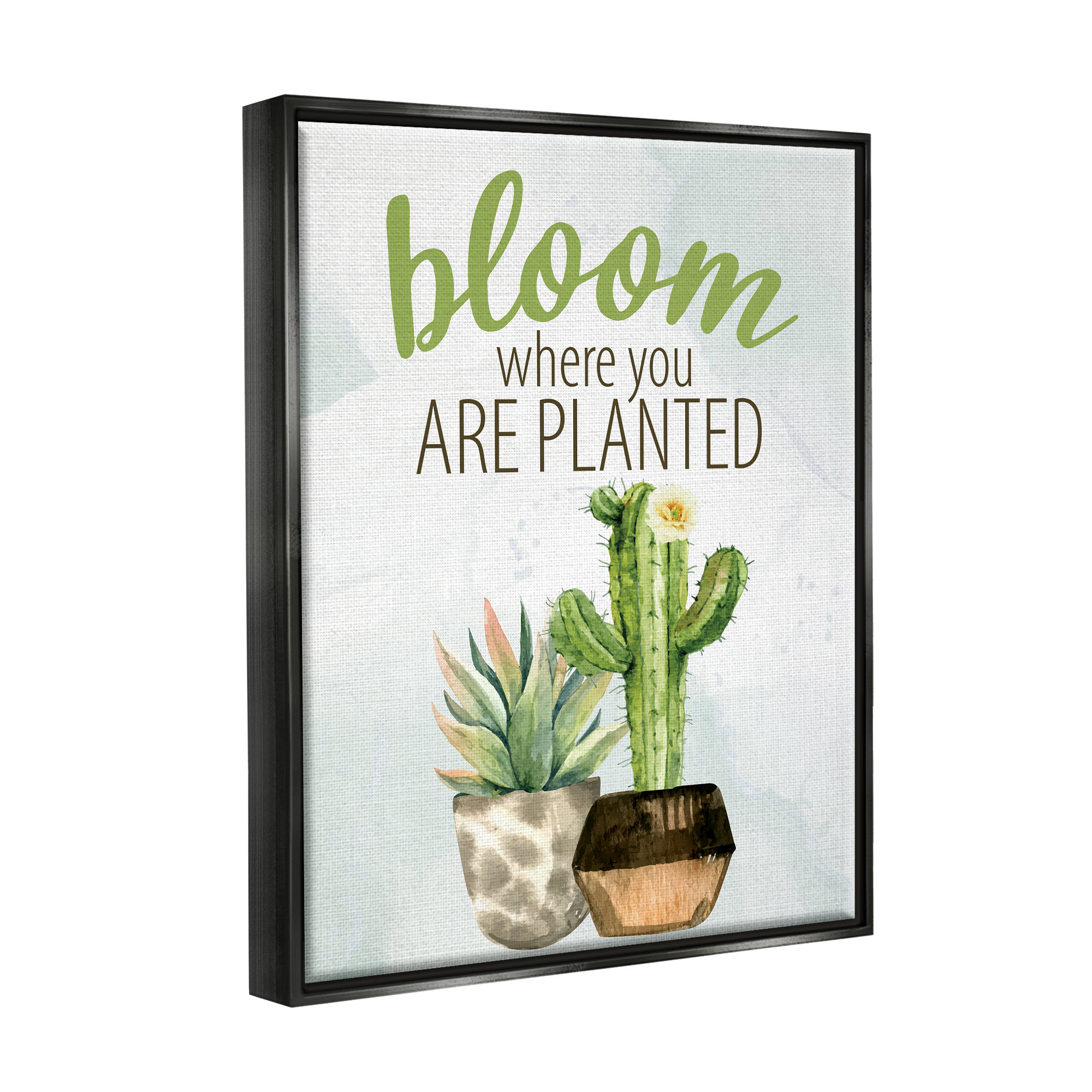 Stupell Industries Bloom Where You Are Planted Cactus Succulent by Kim ...