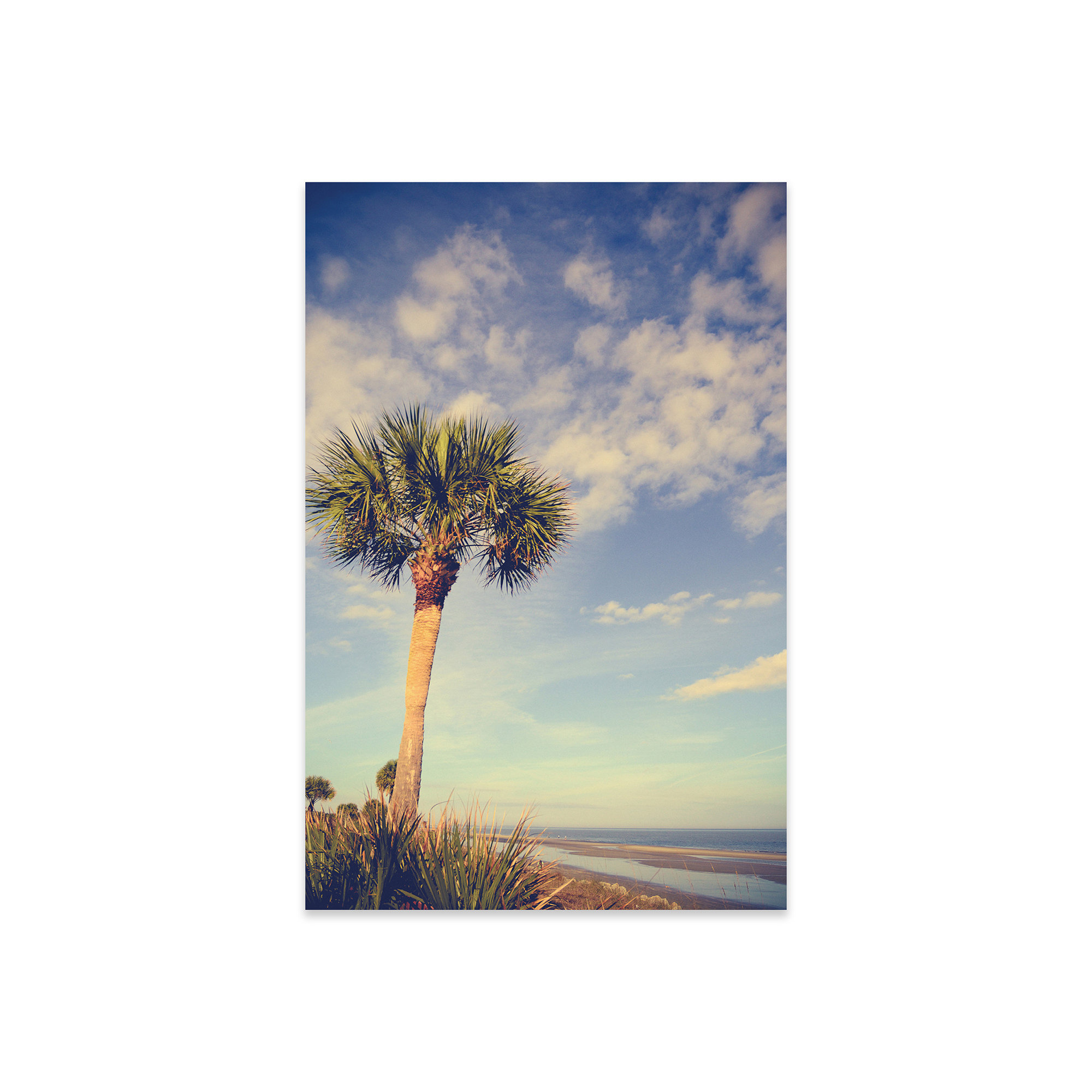 Bay Isle Home™ Palm Tree Paradise Print On Acrylic Glass - Wayfair Canada
