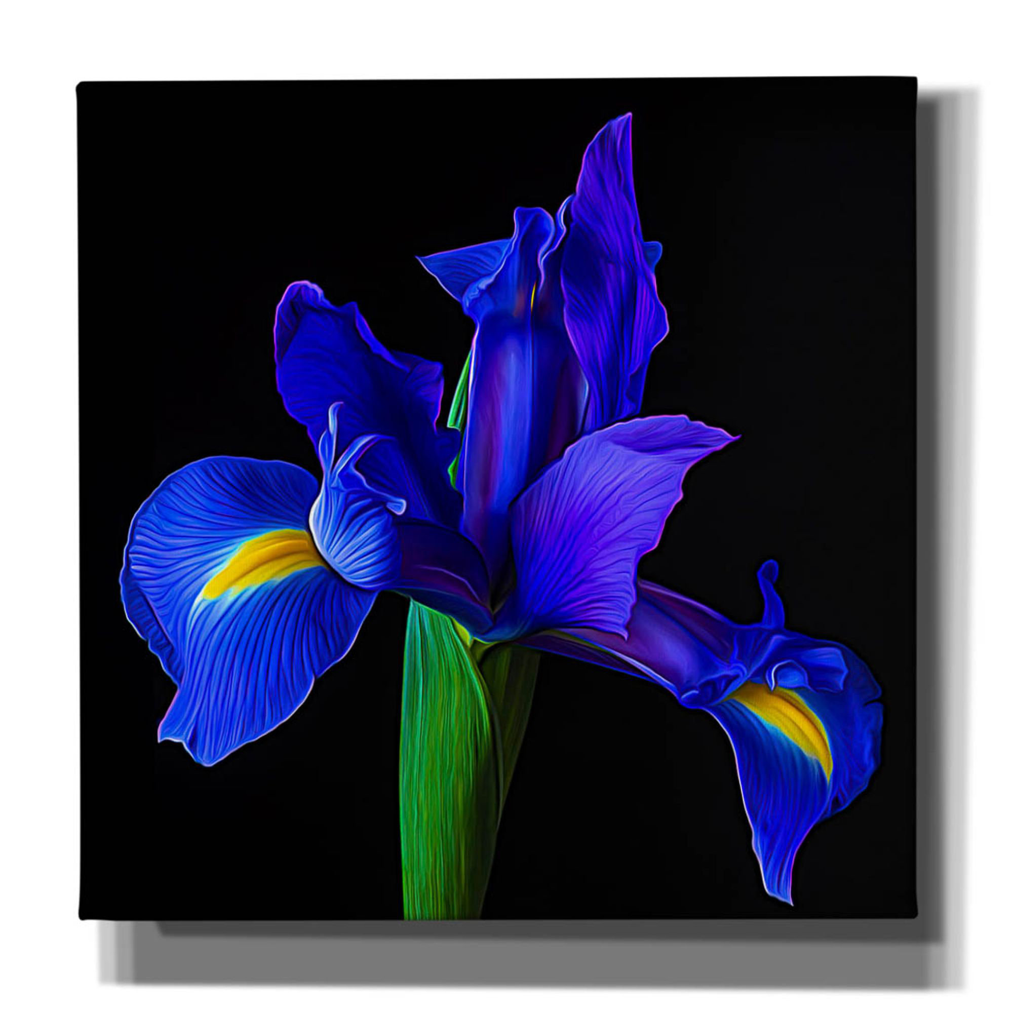 Latitude Run® 'Blue Iris' By Pamela Plummer, Canvas Wall Art - Wayfair ...