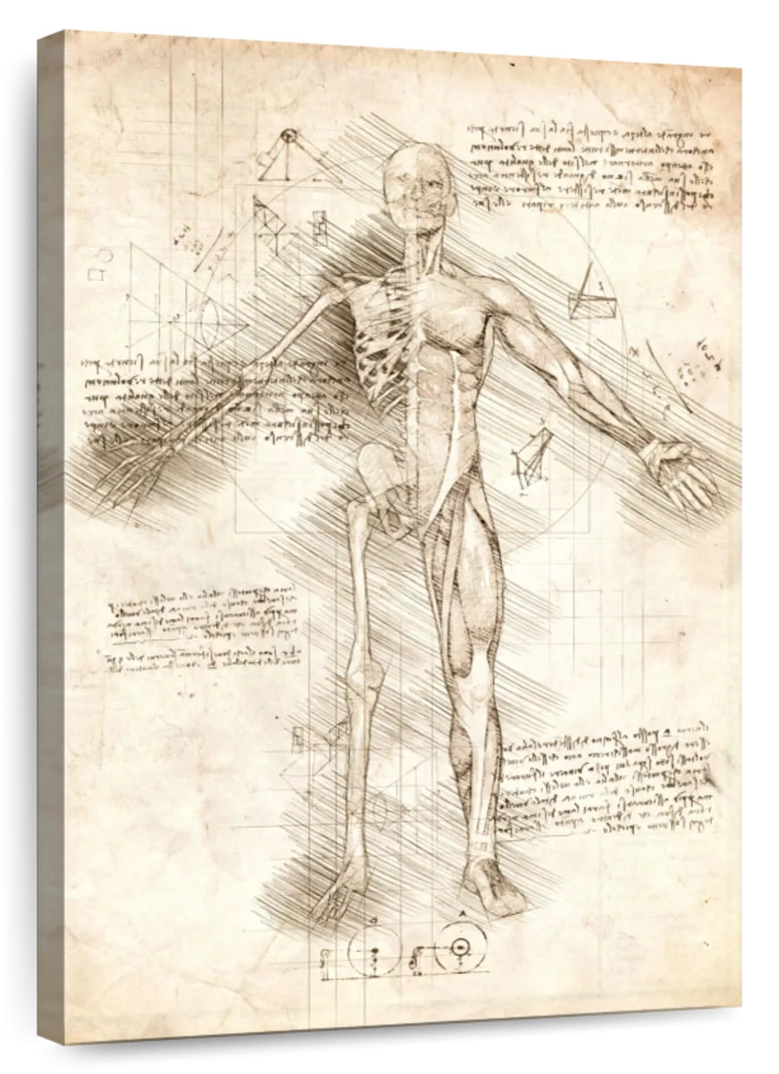 Trinx Keiri Human Male Skeleton | Wayfair