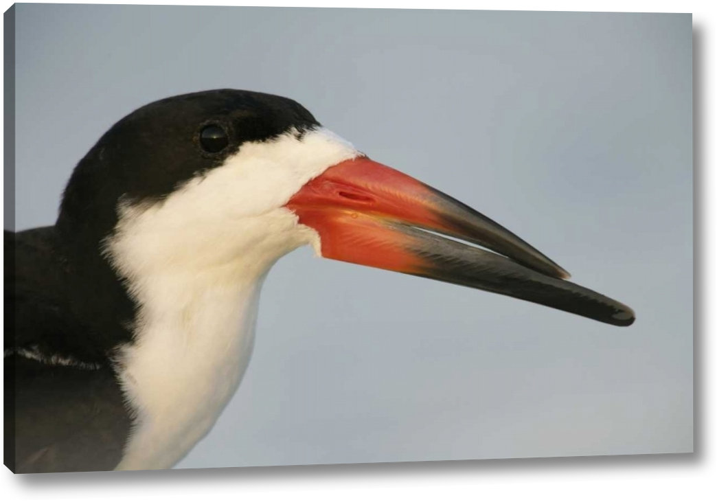 Ebern Designs 'FL, Fort DeSoto Park, Mullet Key Black skimmer' by ...