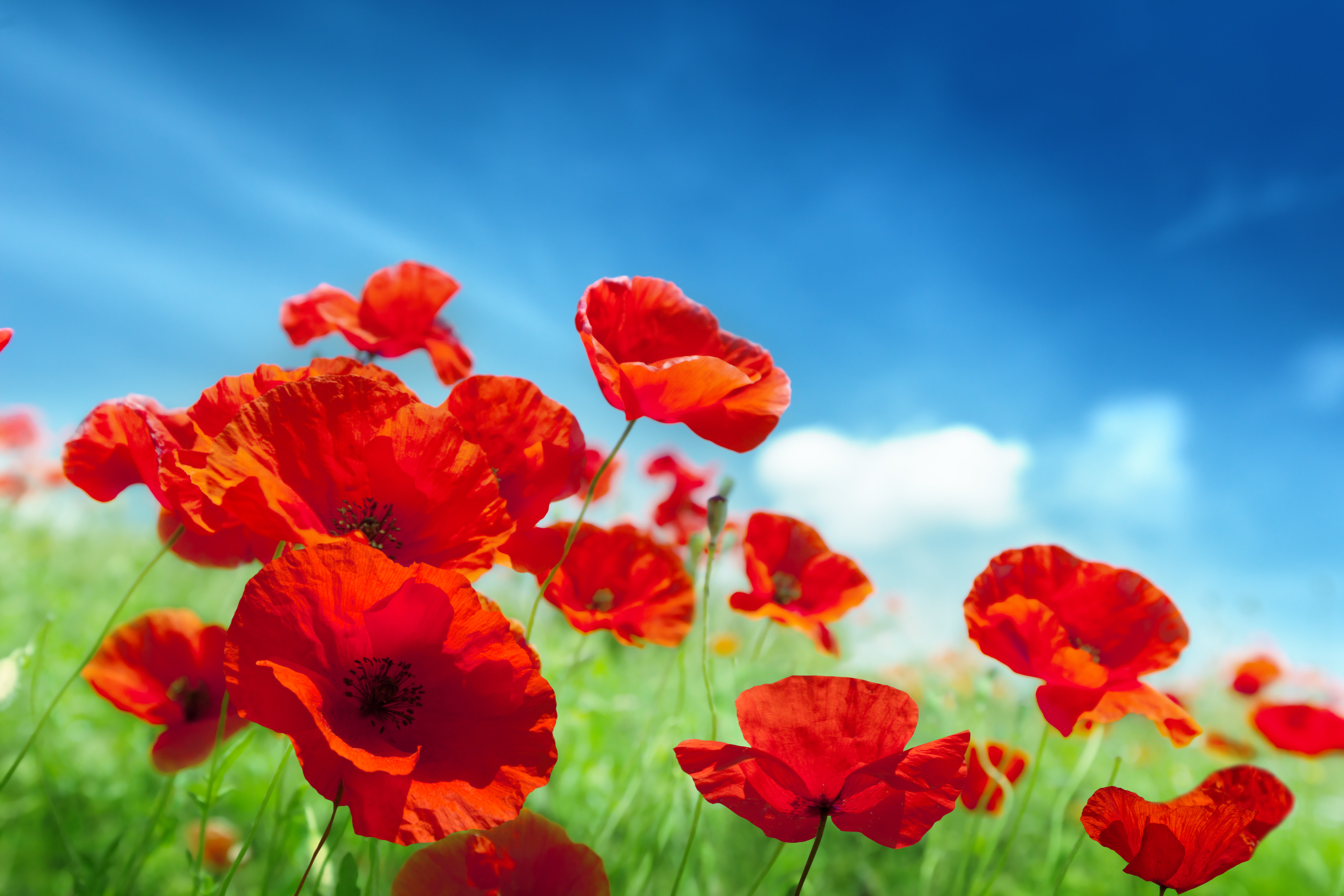 Gracie Oaks Poppy Flowers On Field - Wayfair Canada