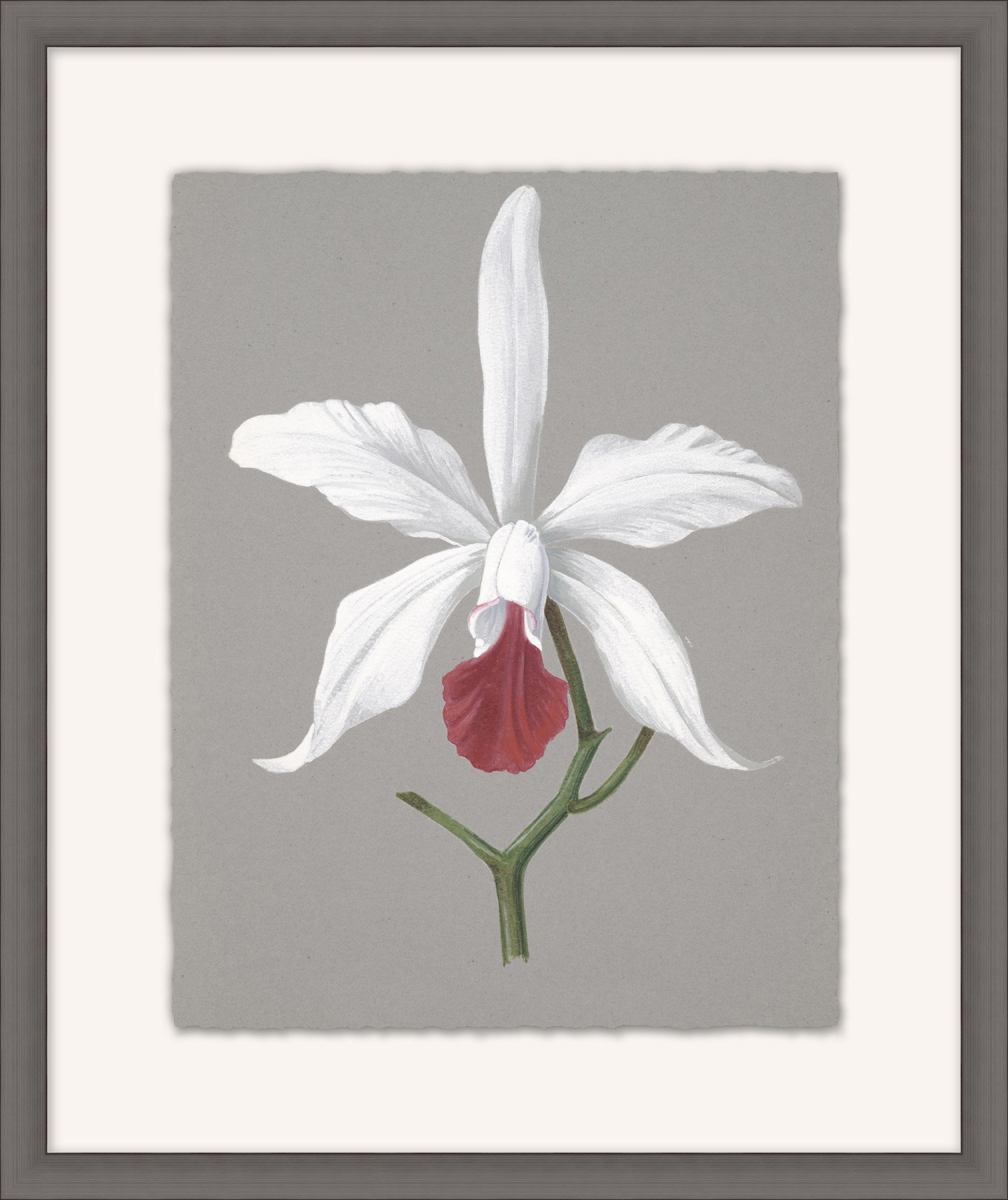 Wendover Art Group Orchid Study 4 - Picture Frame Painting on Paper ...