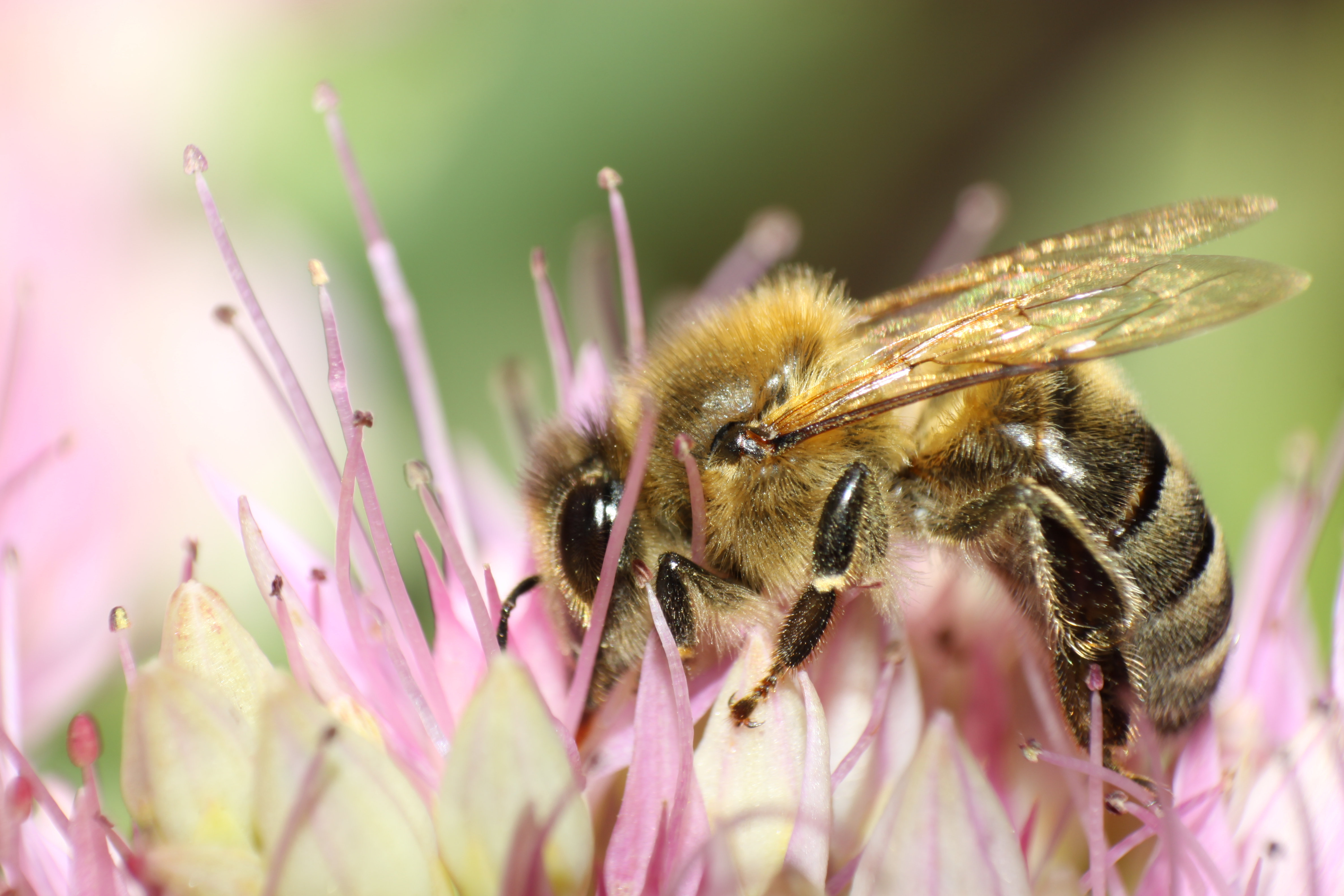 Gracie Oaks Bee - Wayfair Canada
