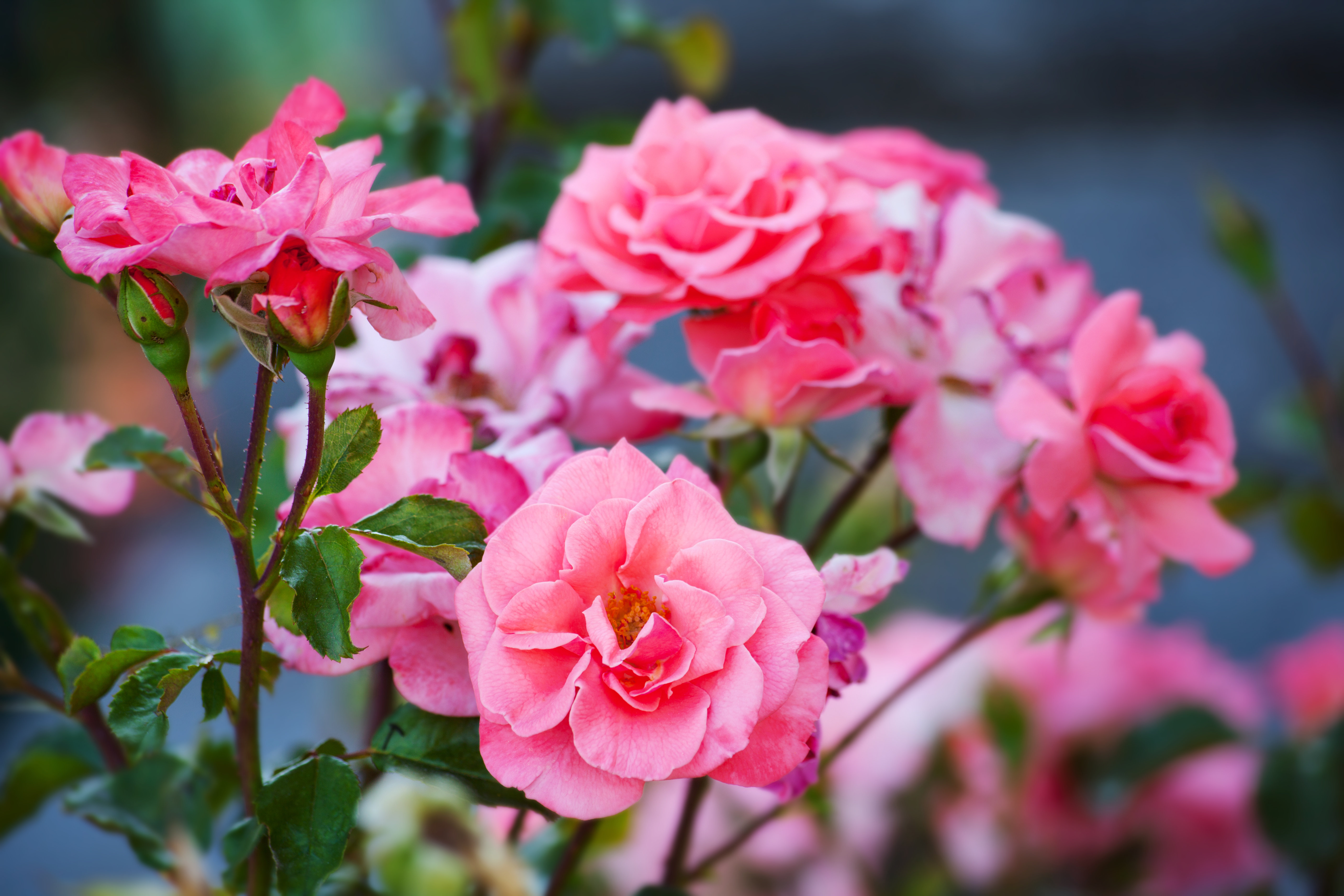 Ebern Designs Bushes of Pink Roses in the Garden by Alexander_Tarassov ...