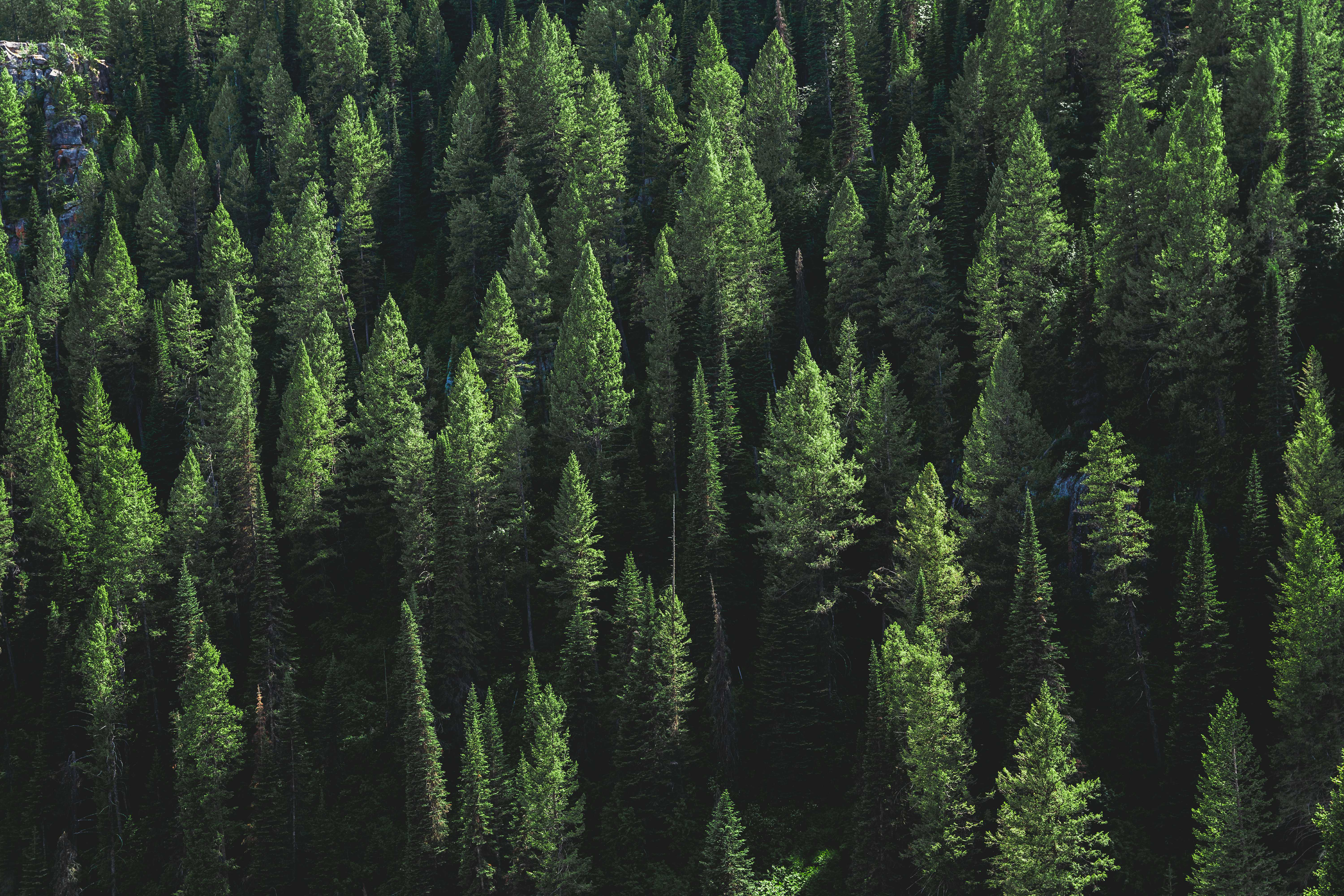 Millwood Pines Pine Tree Forest by Clark Ahlstrom - Wrapped Canvas ...
