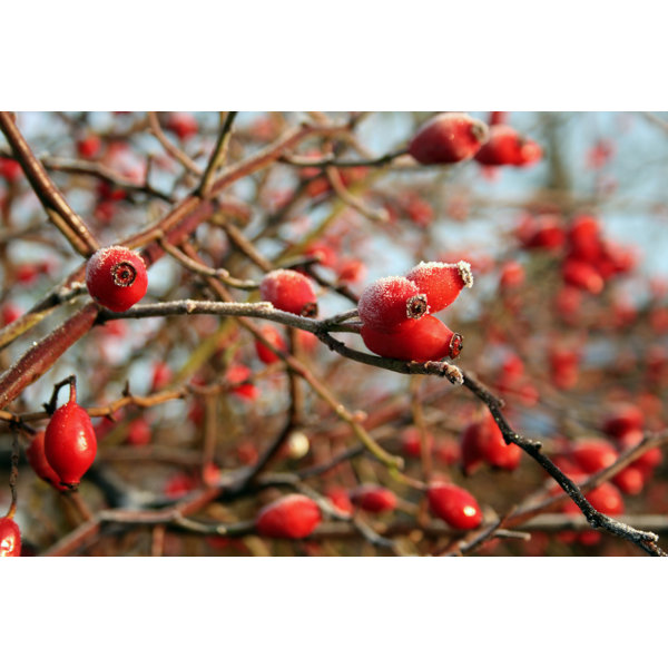 17 Stories Rose Hips - Print | Wayfair.co.uk