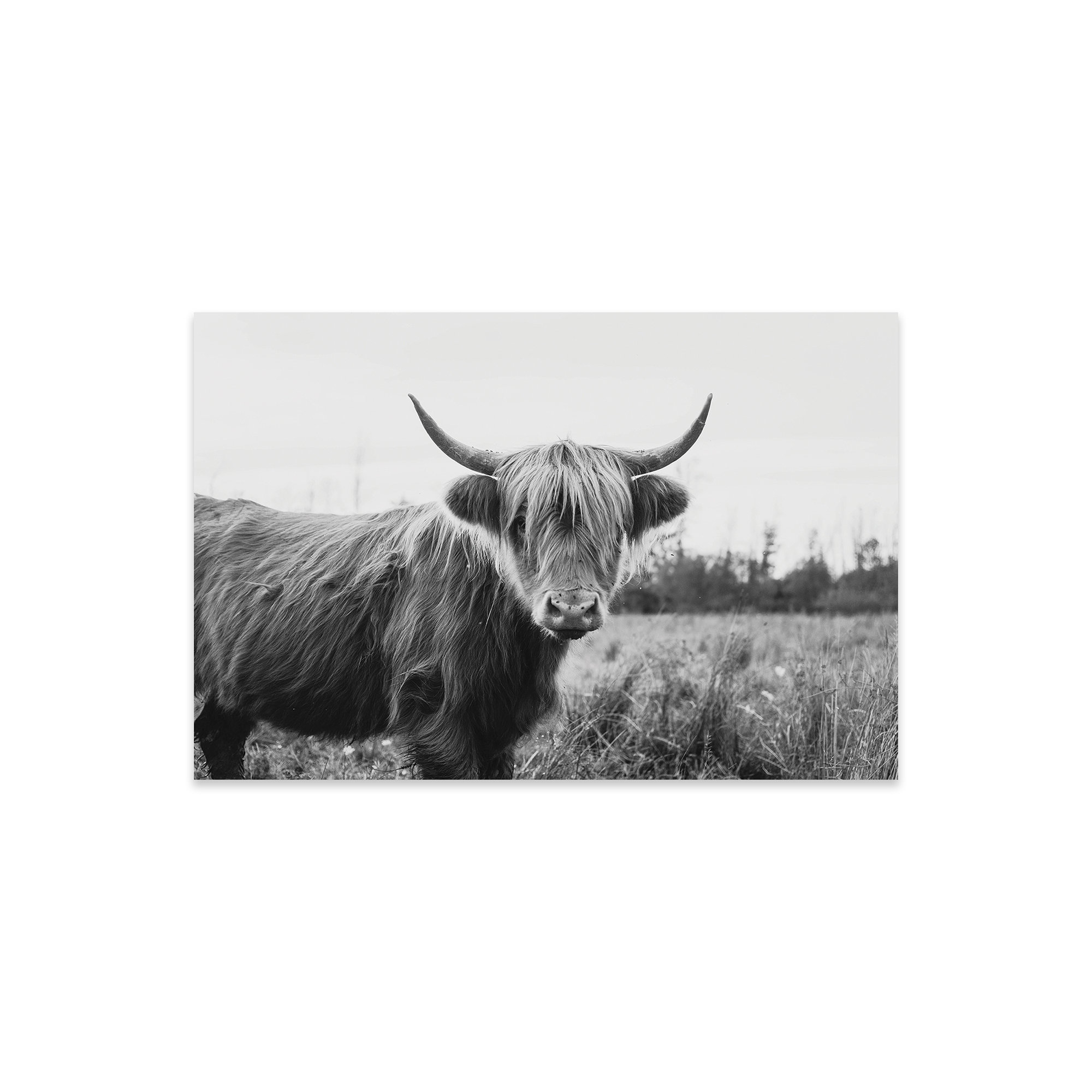 Millwood Pines Furry Highland Cow Black And White On Plastic/Acrylic by ...