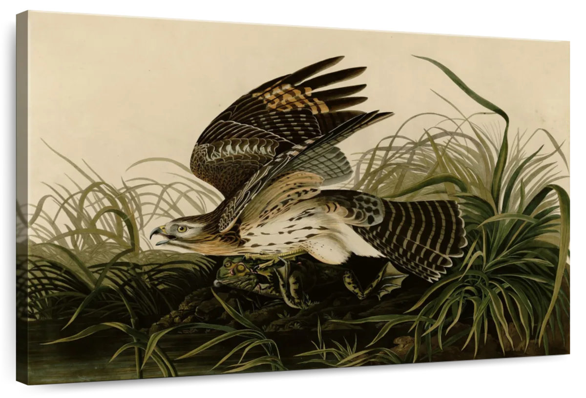 Ebern Designs Brampt Winter Hawk | Wayfair