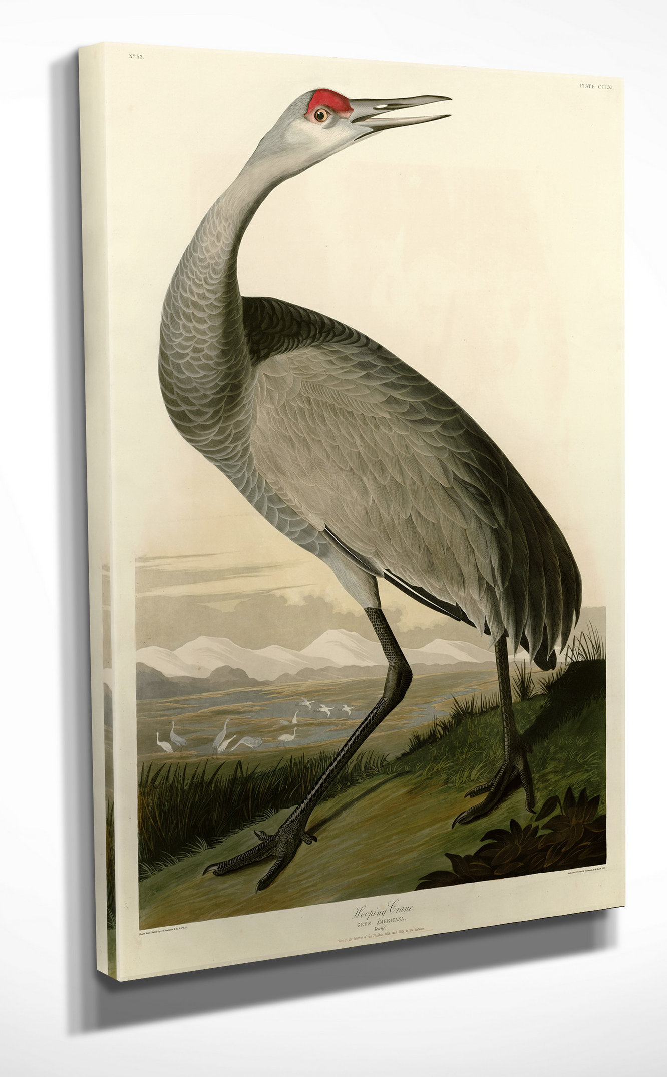 Vault W Artwork Whooping Crane On Canvas by John Audubon Print | Wayfair