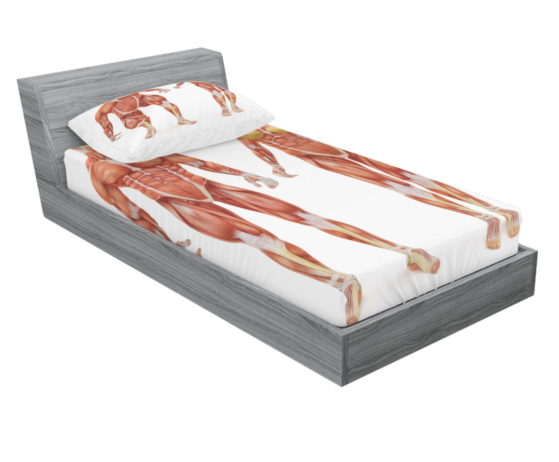 Ambesonne Male and Female Bodies with Inner Mass Build Display Muscle ...