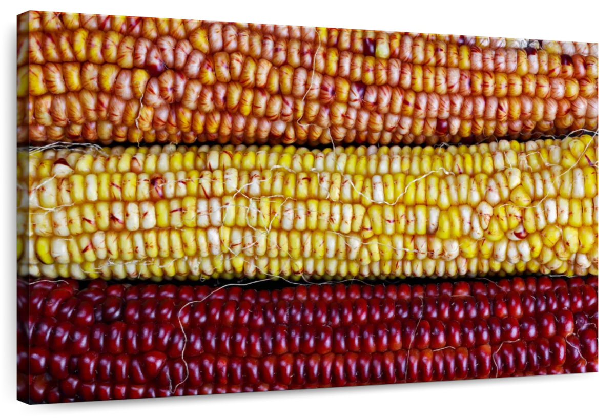 Elephant Stock Indian Corn Varieties Wayfair