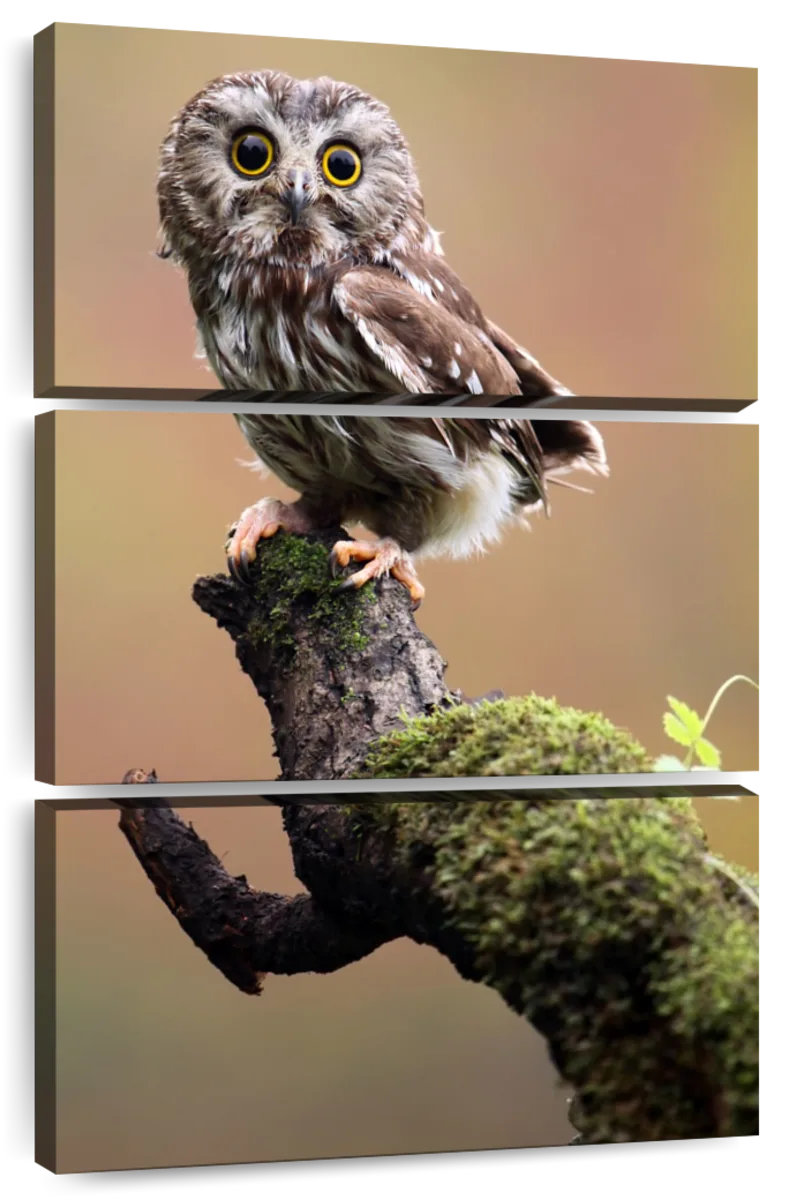 Ebern Designs Brampt Northern Saw Whet Owl | Wayfair