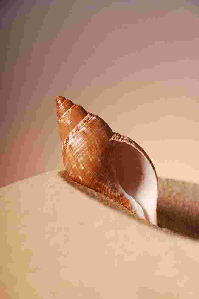 Highland Dunes Sand and Shell Photography 5 - Wrapped Canvas Photograph ...