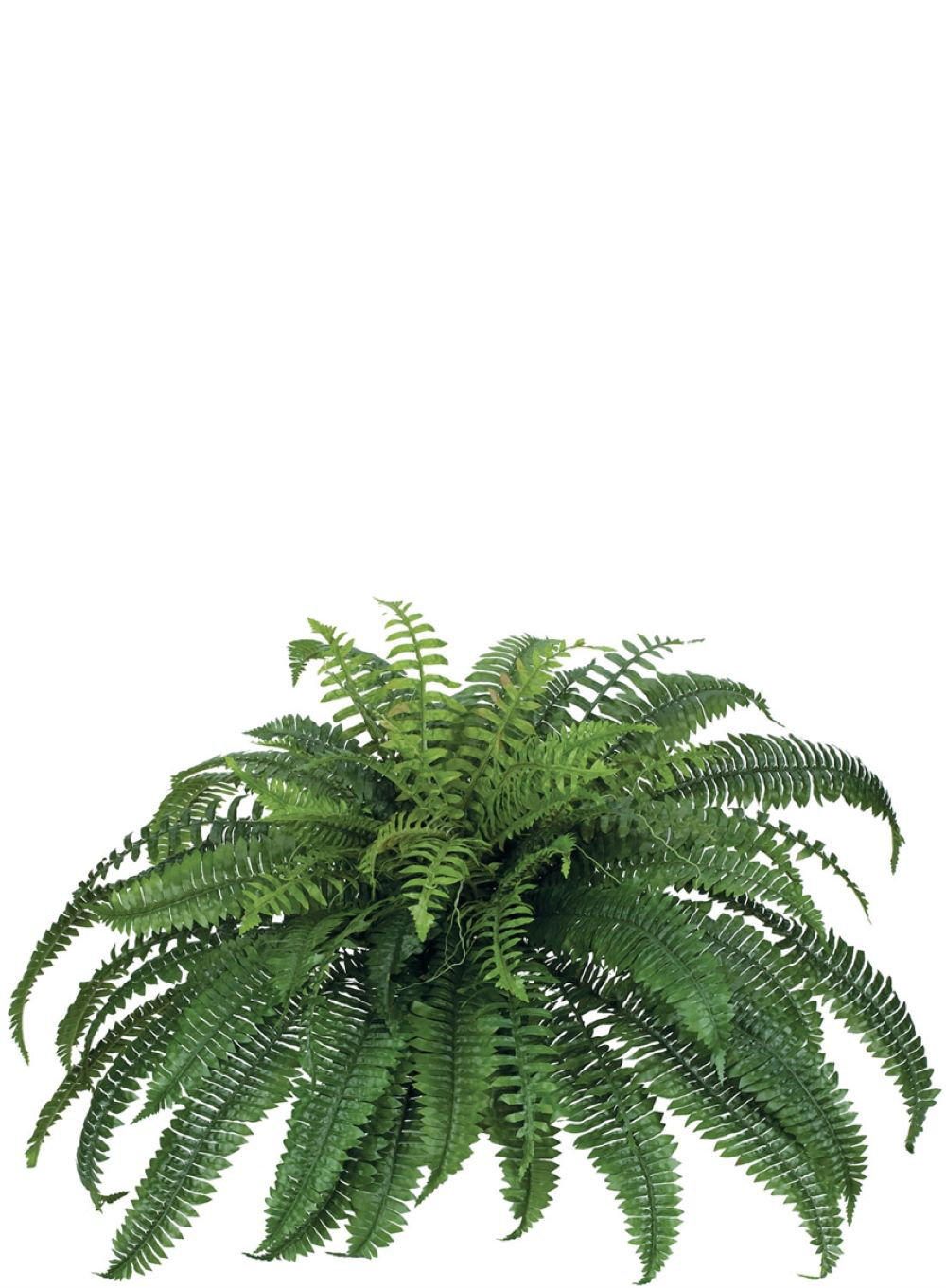 Beachcrest Home™ Fern Bush & Reviews | Wayfair