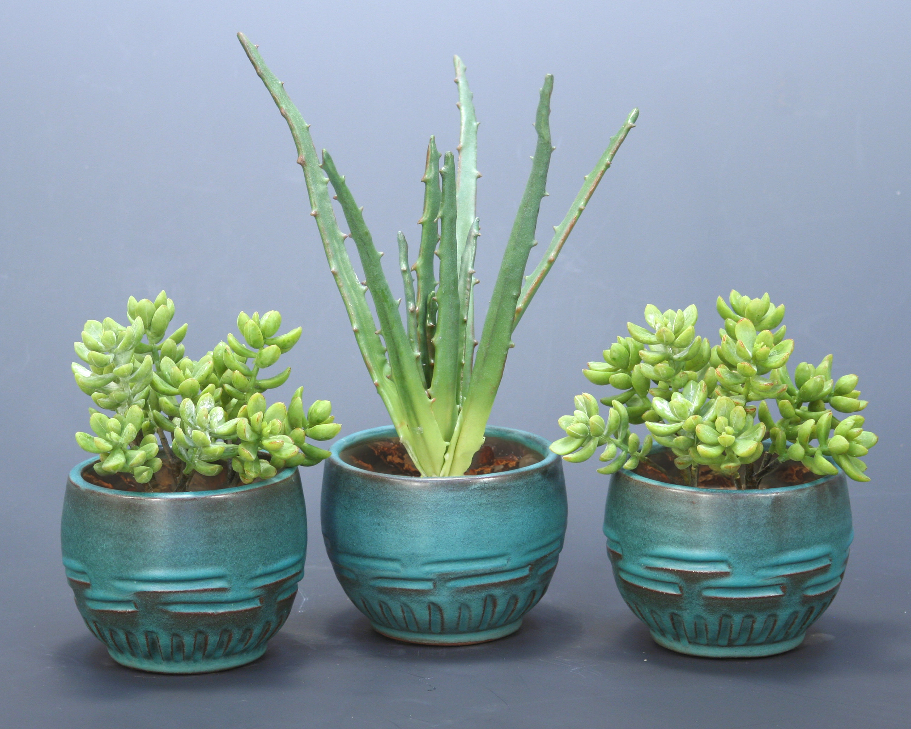 Distinctive Designs 3 Piece Succulents Desk Top Plant in Pot Set ...