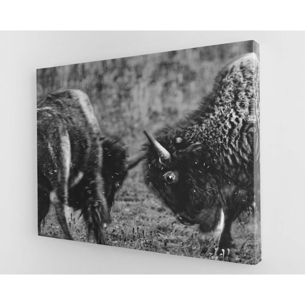 See Life Inspiration Black & White Bison Photograph by Jamie Lee ...