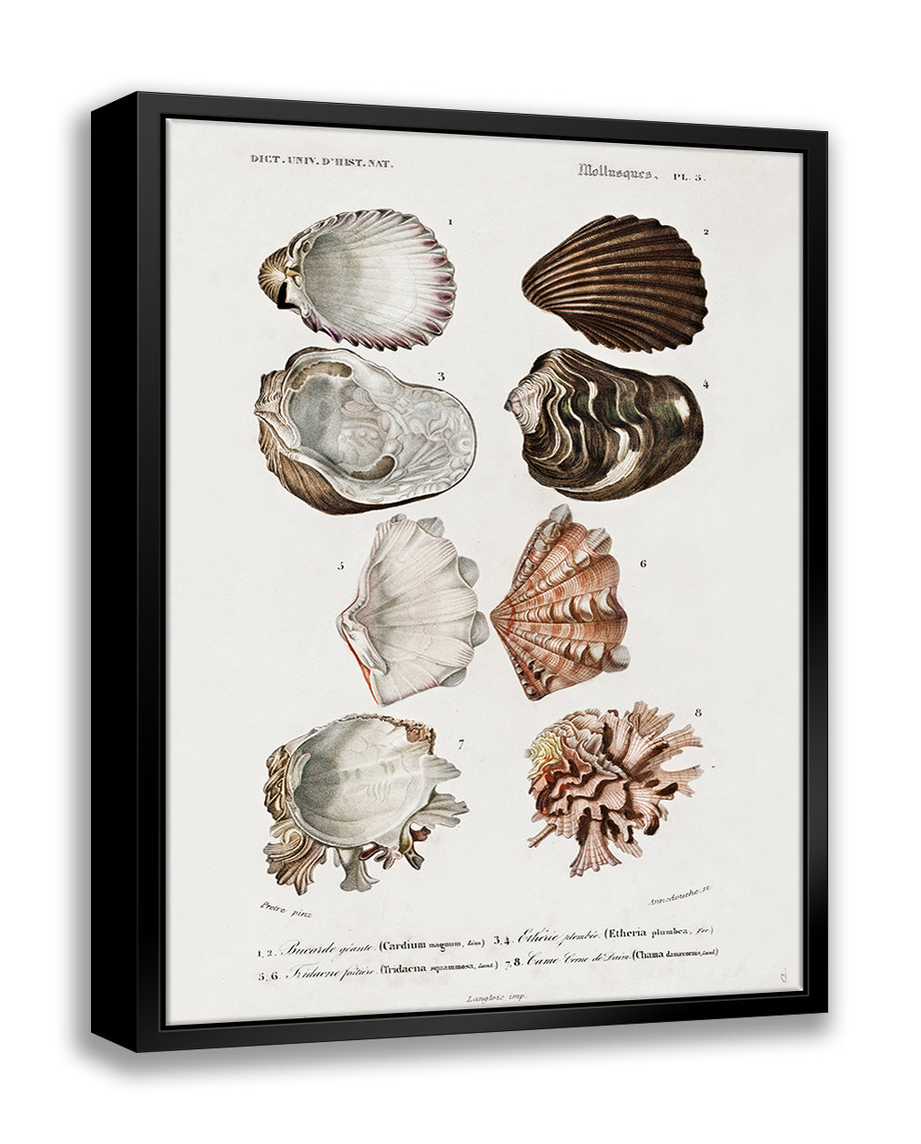 ATX Art Group LLC Histoire naturelle - Différents types de mollusques ...