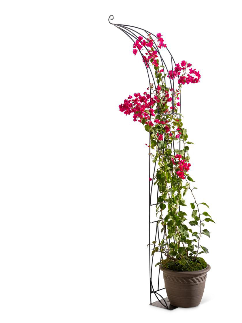 Red Barrel Studio® Slimline Half Arch Trellis | Wayfair